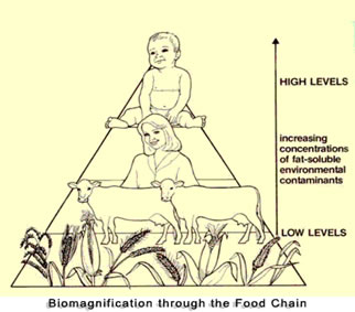 University of Maryland School of Nursing